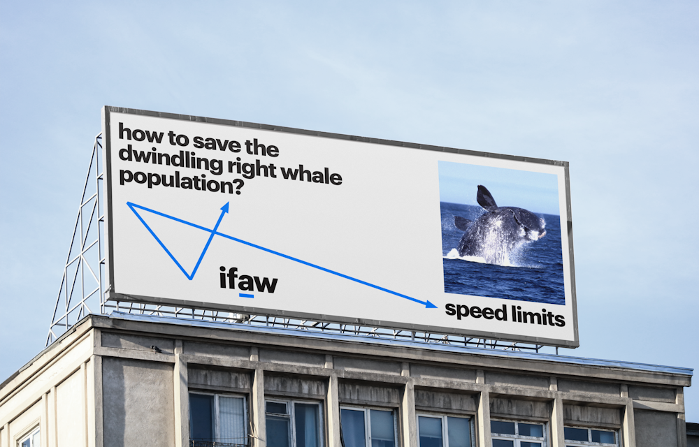 ifaw | Base Design