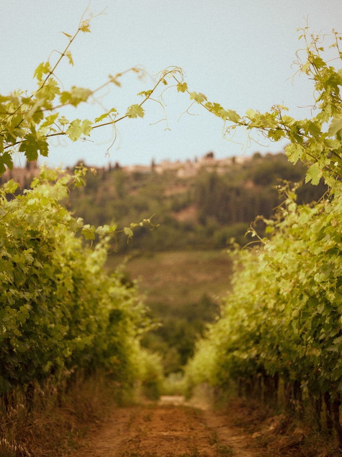 Castelfalfi | Base Design