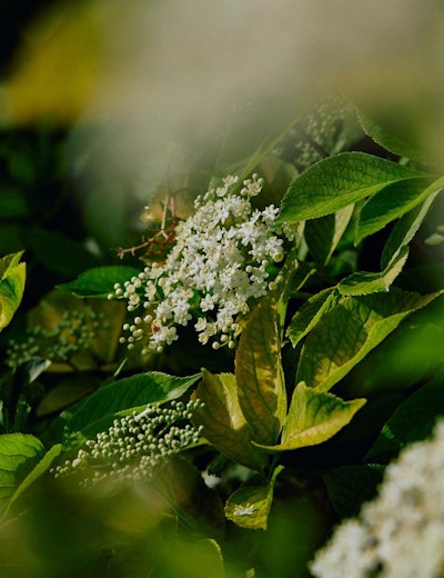 Kit Cosmetics Mecca | Base Design