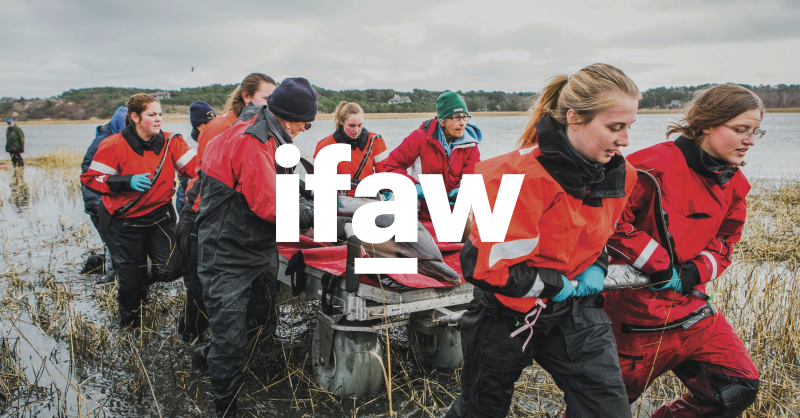 Ifaw Logo CONSERVATION AND HEALTH ORGANIZATIONS UNITE IN URGENT APPEAL